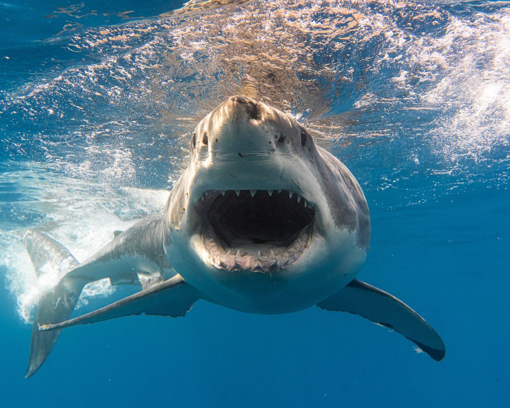 Looking for a Shark Lawyer to Take Down Your Ex?